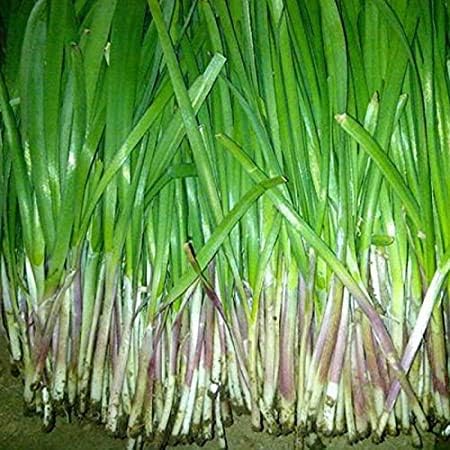120 Seeds / Pack,Purple root leek seeds, vegetable garden to grow ...