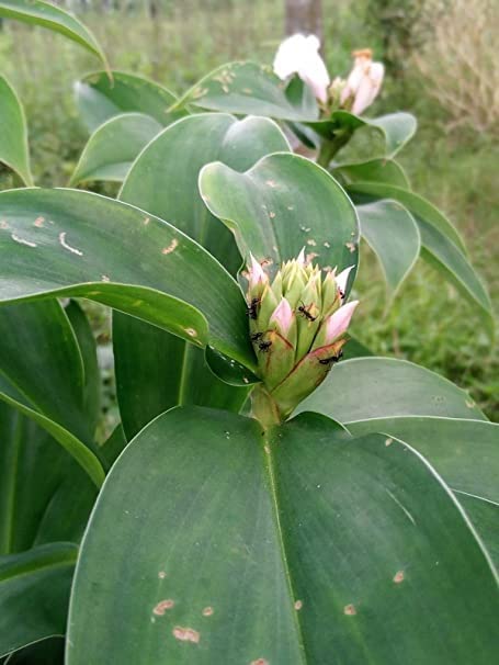Buy Cloud Farm Live Insulin Plant/Costus Igneus Plant For Diabetes ...