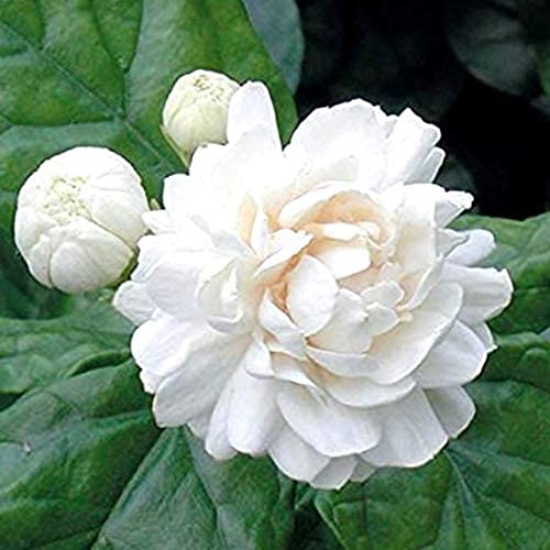 LITTLE LEAF Live White Mogra/Jasminum sambac/Arabian Jasmine Aromatic ...
