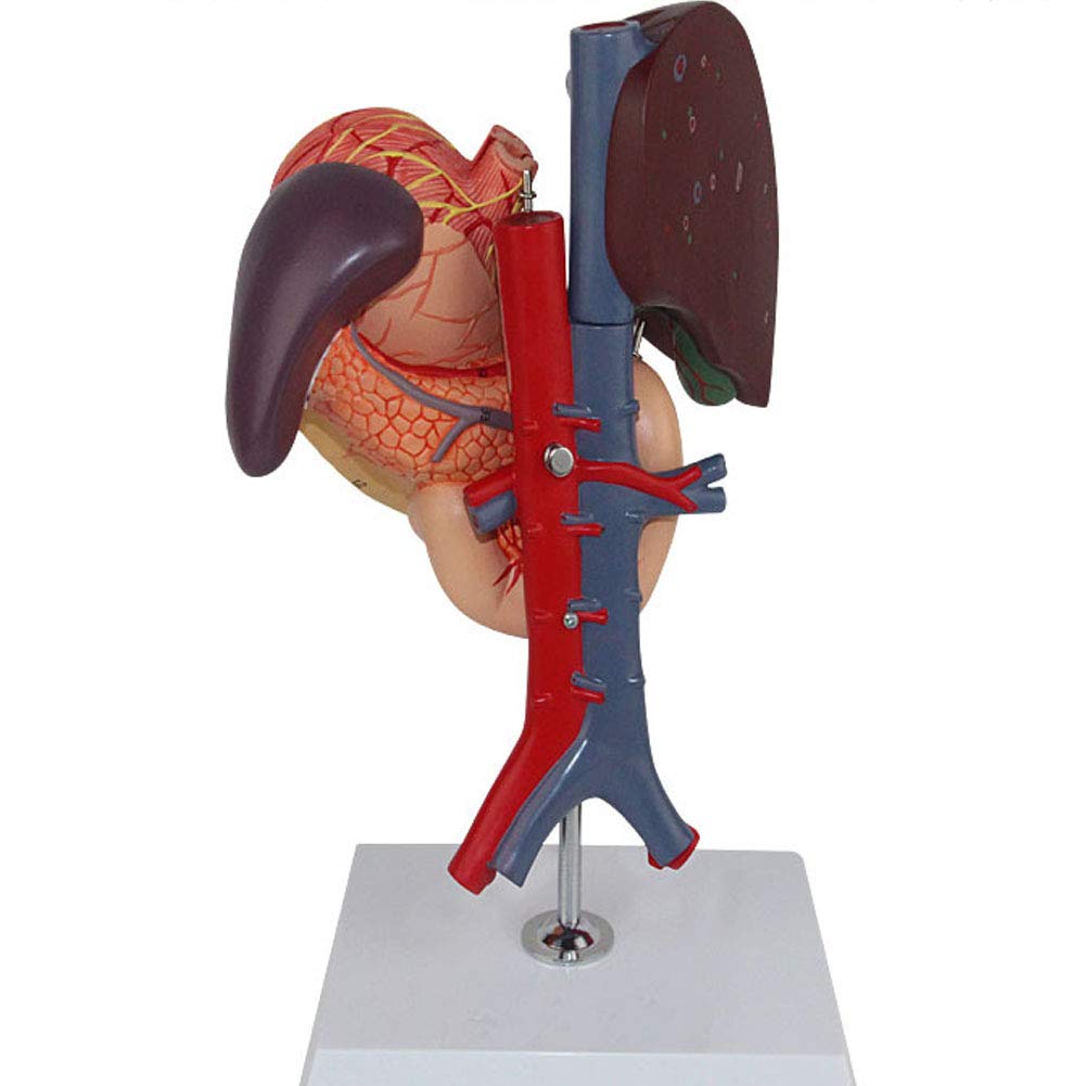 Buy Human Digestive Tract Anatomy Model, Life-Size, Shows a Partial ...