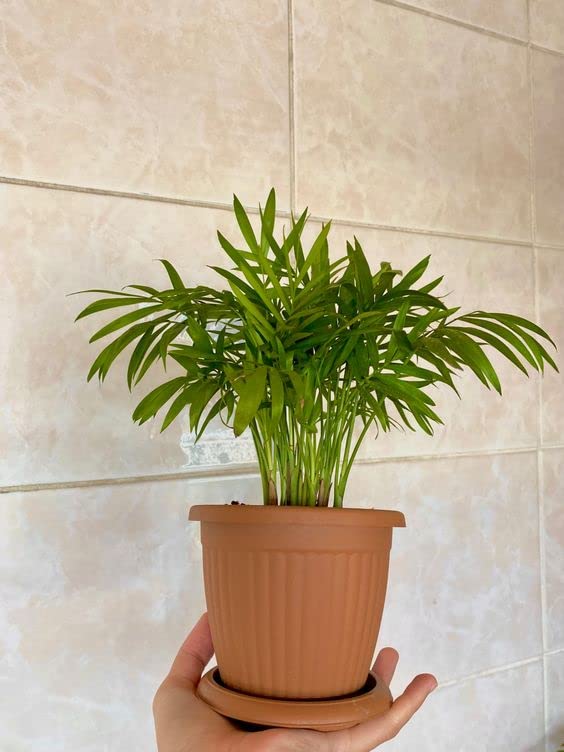 BLOOM & GROW Sepotia Palm Live Plant(1.5 to 2Ft) : Amazon.in: Garden ...