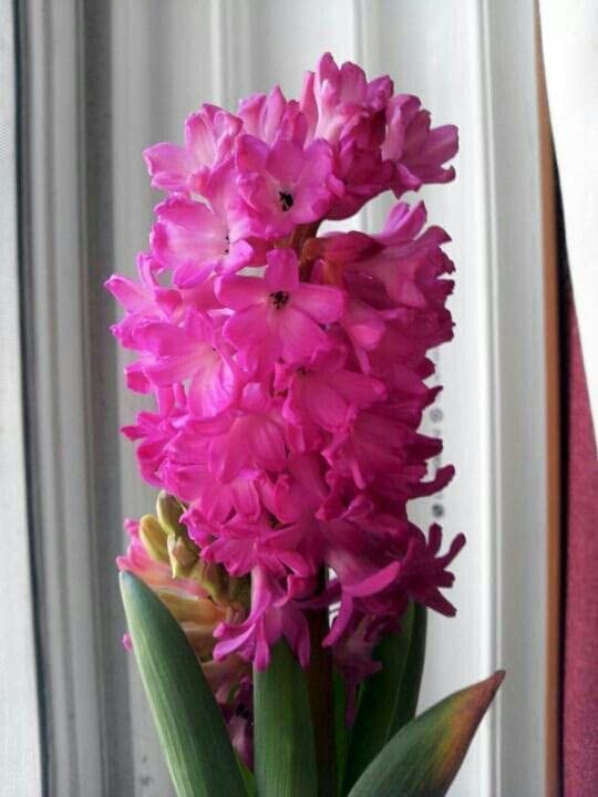 Radha Krishna Agriculture®️ Imported Hyacinth Light Pink Aromatic ...