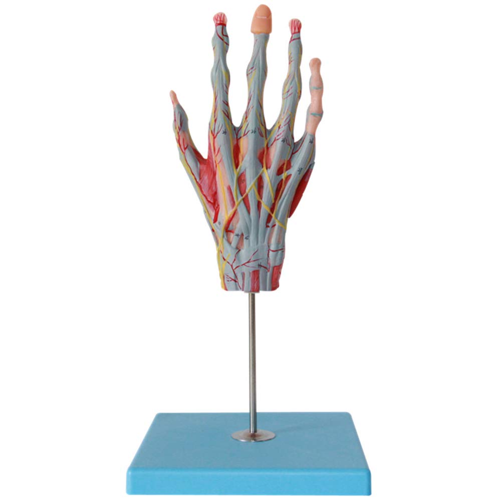Anatomy Of Palm Hand Anatomy. Computer Artwork Showing The Anatomy Of