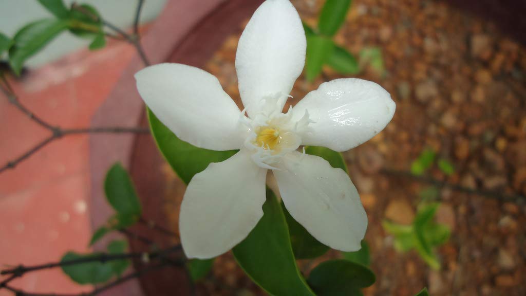 Creative Farmer Garden Plant Srilankan Jasmine Flower Hyamaraca All ...