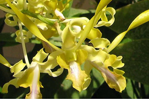 Dendrobium Rabbit Yellow Red Lip [orchid pot included] : Amazon.in ...