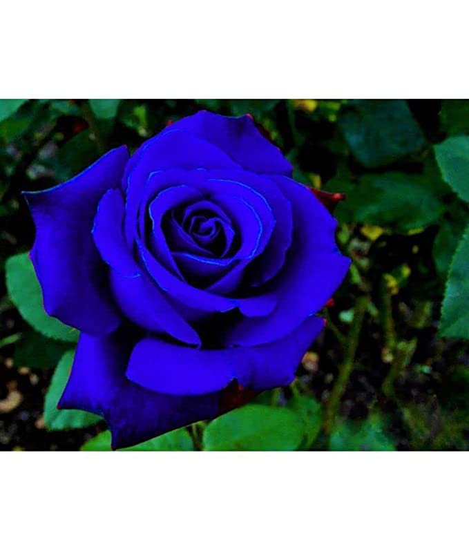 Ariya Rare Grafted "Berry Blue" Big Size Rose Flower Healthy Live Plant ...