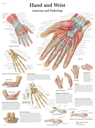 Hand and Wrist - Anatomy and Pathology : Buy Online at Best Price in ...