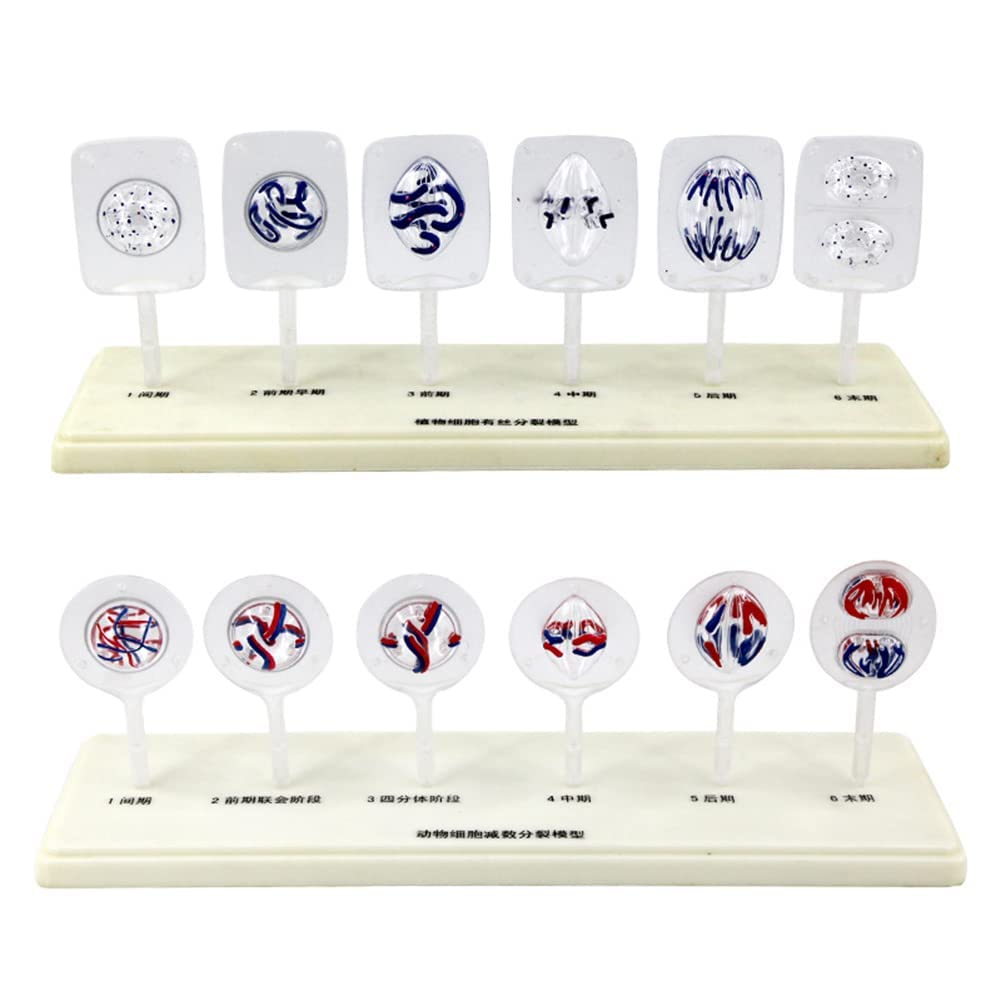 Buy Animal and Cell Mitosis Model Transparent Animal and Cell Division ...