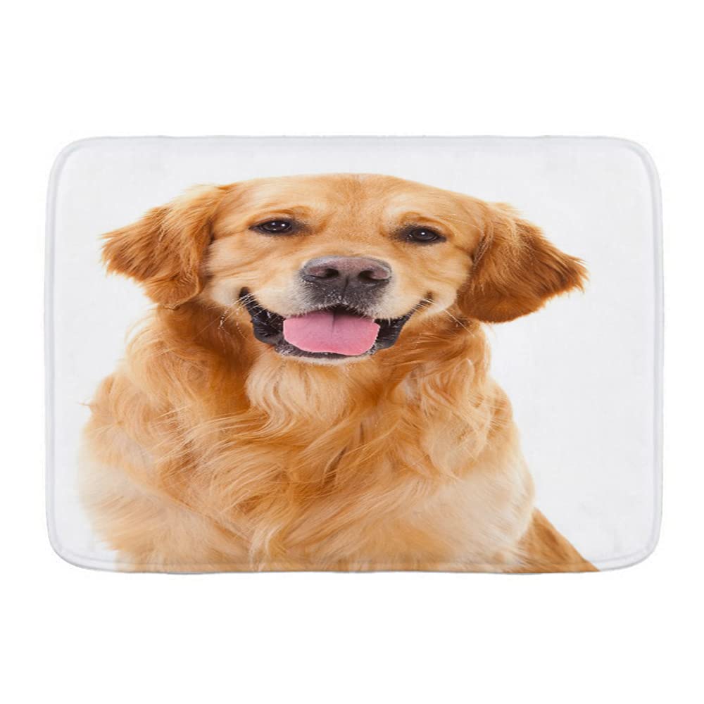 Bellissimo Golden Retriever Bellissimo Cane Golden Retriever Seduto