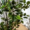 Amazon.com: Bailikang Artificial Ficus Tree Indoor 5ft, Large Potted ...