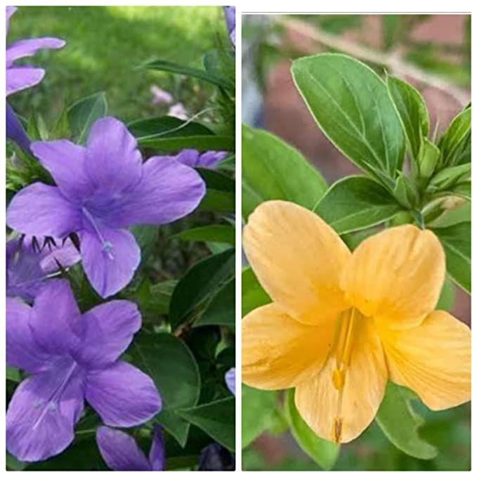 Barleria cristata lavender/Dark Philippine violet & Yellow Barleria ...