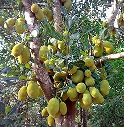 Trothic Gardens Dwarf Jackfruit Early Fruit Bearing Variety Bud Plant ...
