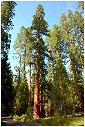 Giant Sequoia 10 Seeds (Sequoiadendron giganteum) Unique Bonsai/Easy to ...