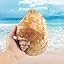 Amazon.com: Jangostor Large Natural Sea Shells, Huge Ocean Conch 7-8 ...