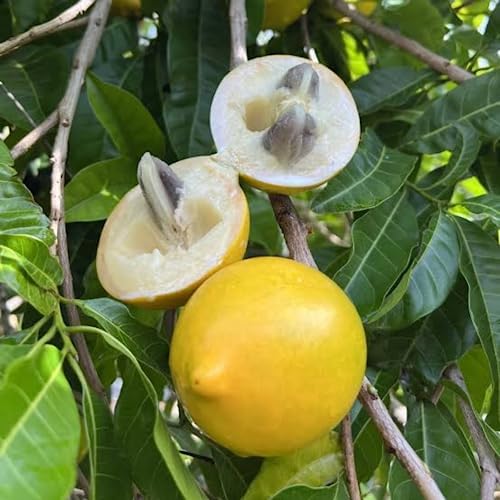 Hug A Plant | Poocha Pazham/Cat fruit (Syzygium zeylanicum) Fruit ...