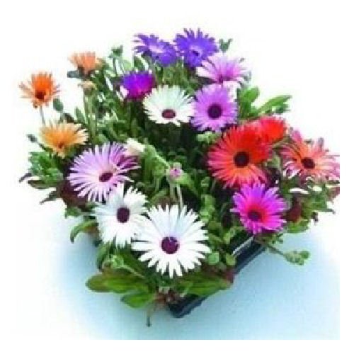 OhhSome Flower Seeds : Burf Home Garden Vertical Pots- Germination Of ...