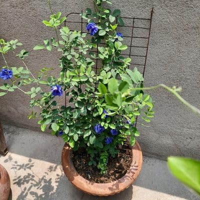 Blue Aprajita Live Plant Butterfly Pea Flower Clitoria ternatea ...