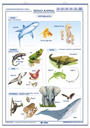 Reino Animal Vertebrados / Invertebrados: Láminas de los Seres Vivos ...