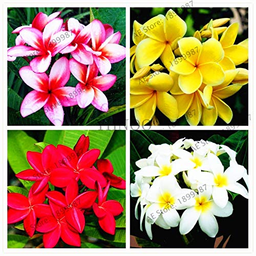 Plumeria Colors Plumeria Rubra Mixed Colours – The Exotic Seed
