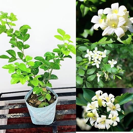 Miracle Nursery Kamini Flower/Kamini Kanchan Plant For Office and ...