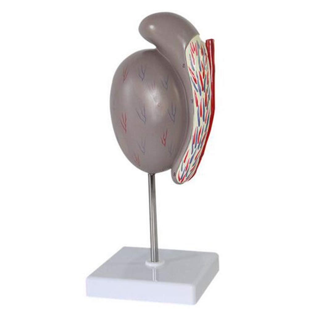 Buy 3.5X Life Size Male Testis Anatomy Model Shows Internal Structure ...