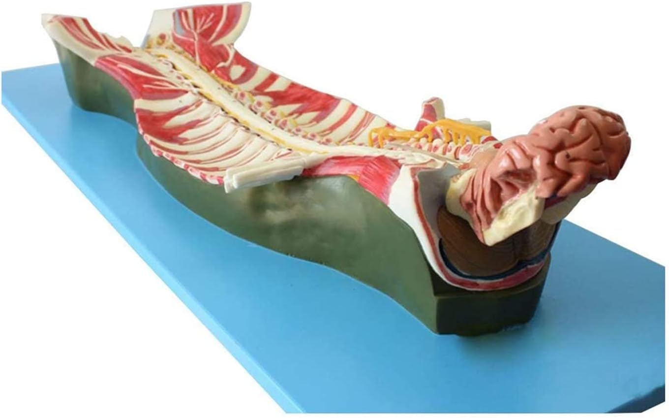 Amazon.co.jp: Anatomy Model, Human Spinal Anatomy Model, Spinal Nerve ...
