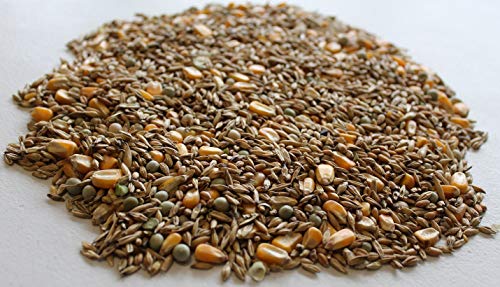 Best Poultry Grain 2021 Where to Buy? PoultryTalk.com