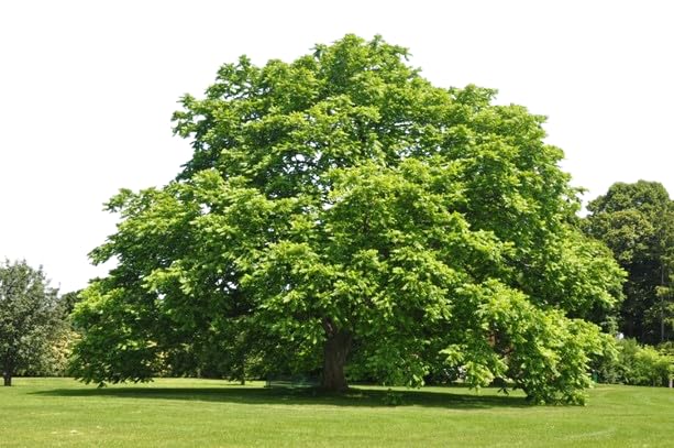 TENDER LEAVES Terminalia arjuna (Maruthu/Neermaruthu/Marutham/Jarul ...