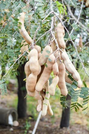 Cloud Farm Live Tamarind Thai Sweet Variety Imli Fruit Grafted Live ...