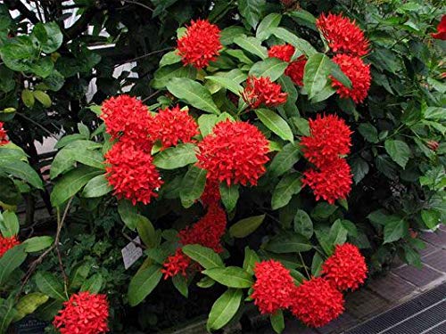 Golden Bloom Red Colour Ixora Rukmini Rangan Flower Live Plants & Tree ...