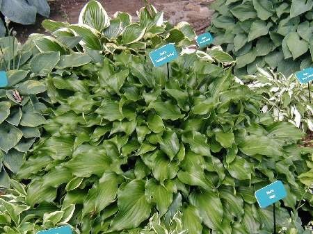 Amazon.com : Hosta - Raspberry Sorbet : Patio, Lawn & Garden
