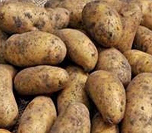 Buy Sycamore Trading Seed Potatoes MAYAN GOLD x 10 Tubers. Mayan Gold ...