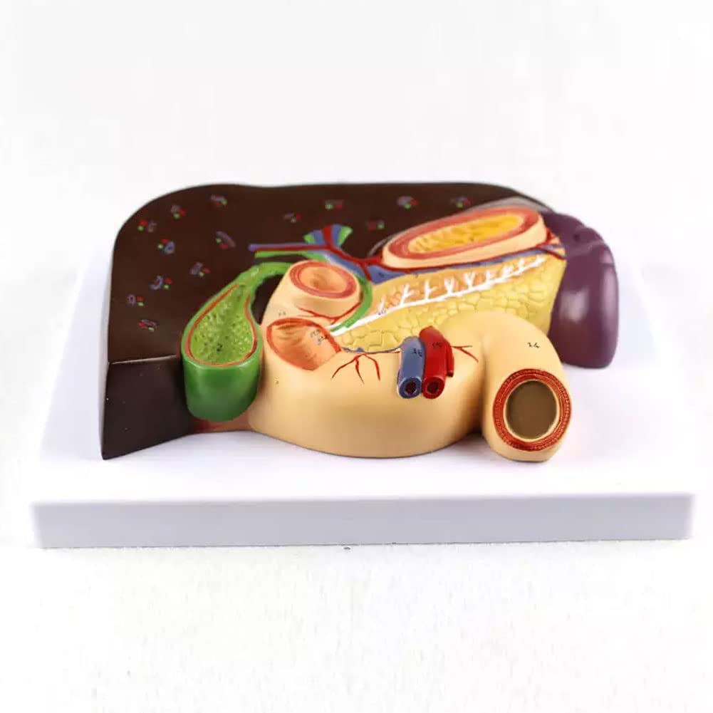 Buy Human Visceral Anatomical Model Of Liver, Spleen and Pancreas ...