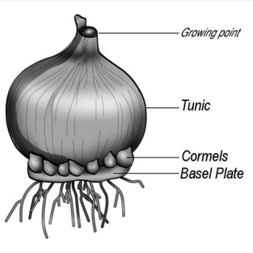 Garlic Diagram