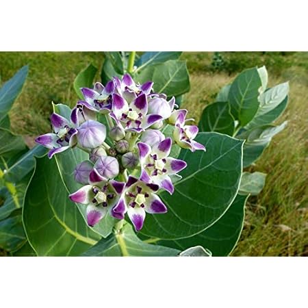 AAKDA Plant Pack of 1 : Amazon.in: Garden & Outdoors