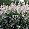 Salix Integra 'Hakuro-nishiki' - Hardy Shrub - Showy Willow - Spring ...
