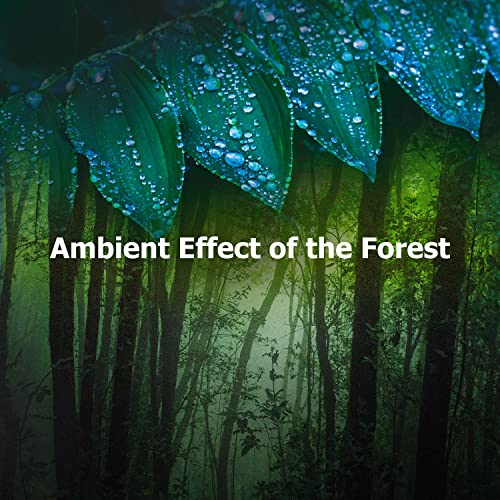 Play Ambient Effect of the Forest by Tranquil Forest Effect on Amazon Music