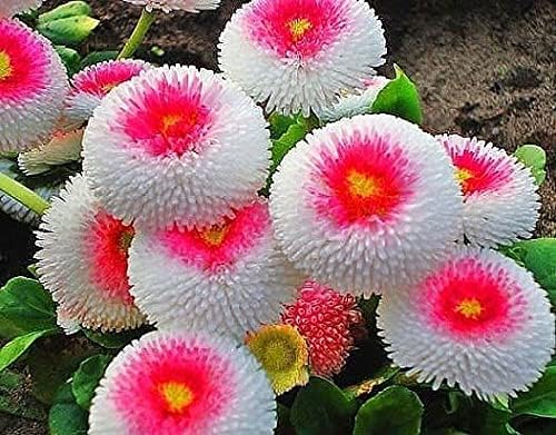 Amazon.com : CEMEHA SEEDS - Seeds Aster Hi No Maru Annual Flowers for ...