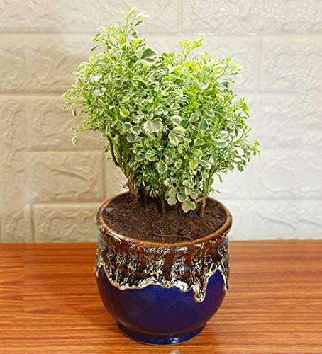 Plants Point Aralia Miniature White Plant (1 Healthy Small Live Plant ...
