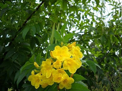 Creative Farmer Manjarali Yellow Flower Creeper Flower Plant Seeds For ...
