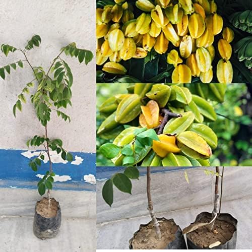 Natura GreenHouse Star Fruit Plant Live grafted (Plant Height 1.5-2 Ft ...