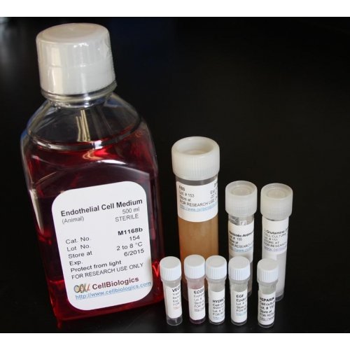 Amazon.com: Complete Endothelial Cell Medium - Glucose and Phenol Red ...