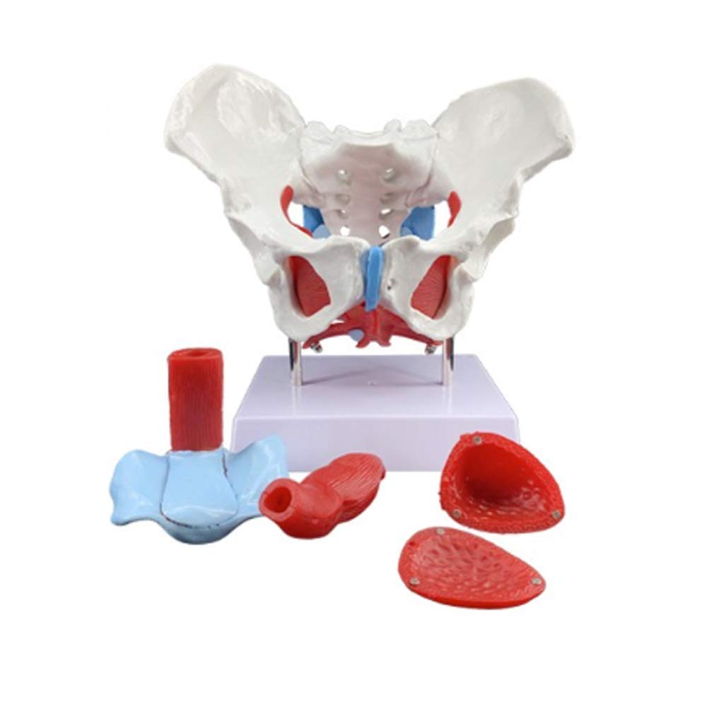 Buy Assembly model Female Skeletal Pelvic Model, Anatomy Human Female ...