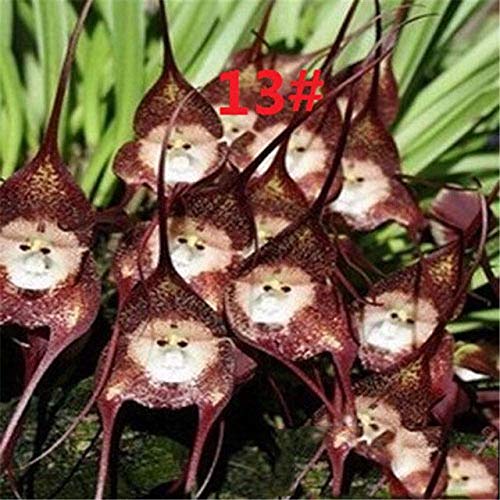 Beautiful 80 Pcs Semillas Dracula Simia Monkey Face Orchid Flower ...