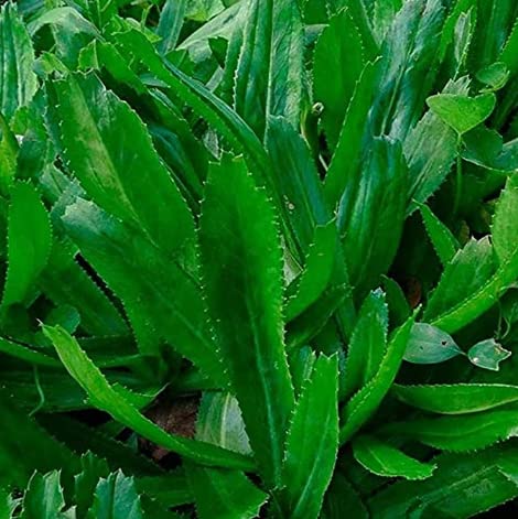 Nandhanam African Malli (Eryngium Foetidum) Long Coriander Foetidum ...