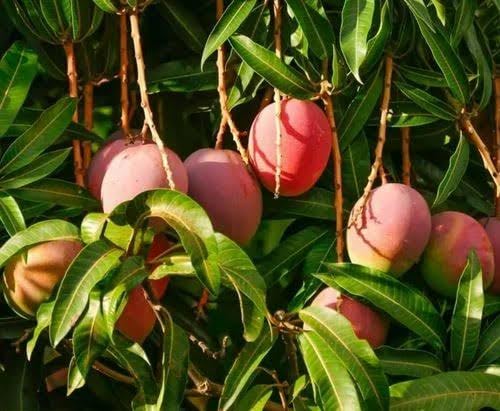 Mphmi Live Plant Nursery NCR Plant Mango Plant Tree Alphonso Plant ...