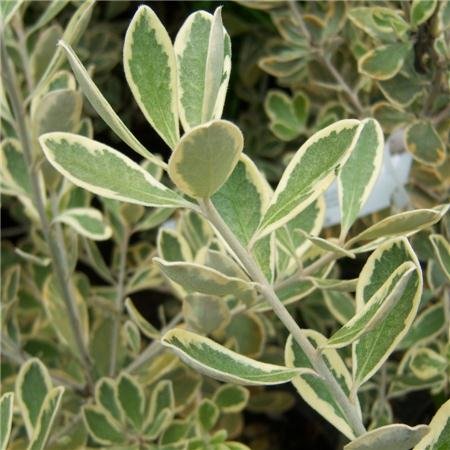 Pittosporum Crassifolium Variegatum Future Plants By Randy Stewart: