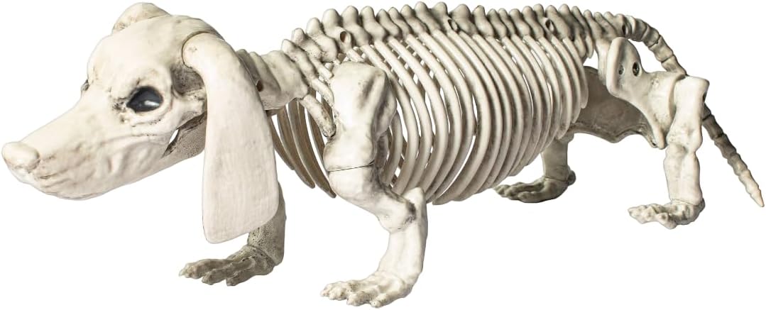 Amazon.com: Dachshund Dog Skeleton Prop Halloween Decoration : Home ...