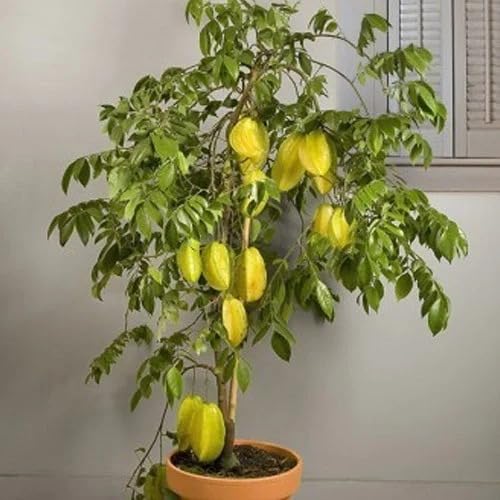 Golden Bloom 1 Live StarFruit Plant Grafted Sweet Carambola Star Fruit ...
