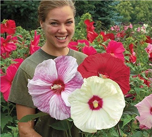 35+ Seeds- Giant Hibiscus Flower Seeds Hardy,Mix Color, Seeds For ...